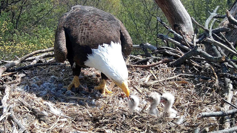 Hanover bald eaglets eaten by intruding male eagle, ending nest season