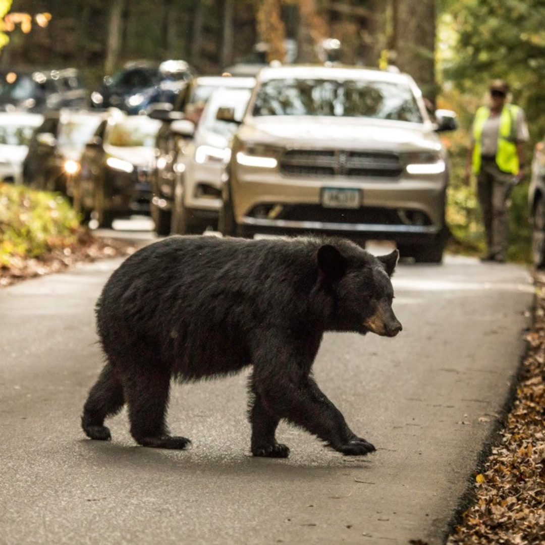 'Aggressive' bear encounters prompt trail closure in Great Smoky Mountains