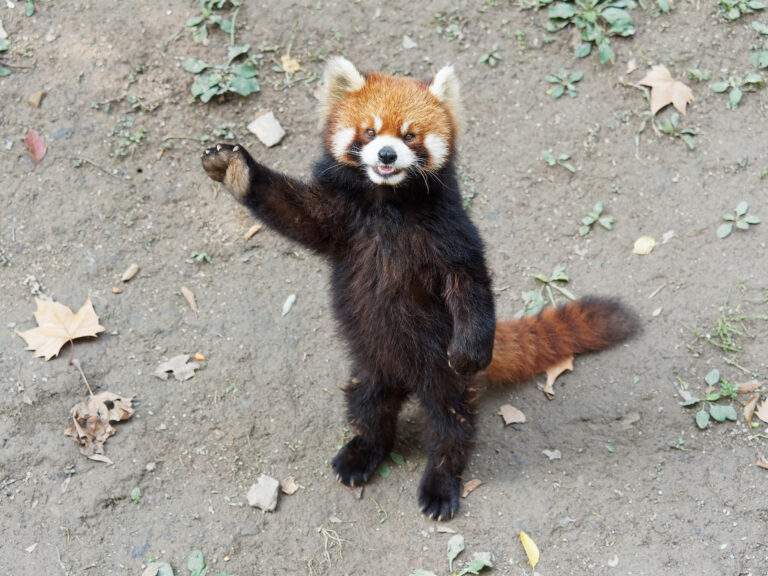 Some cute animal videos