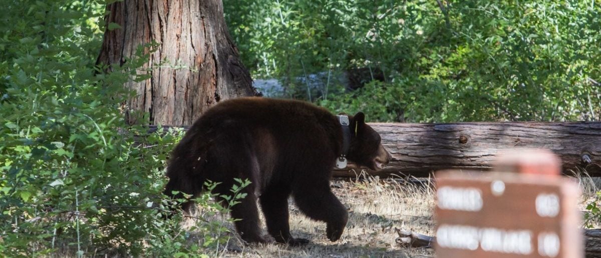 Parts of national park closed after bears chased, bit visitors