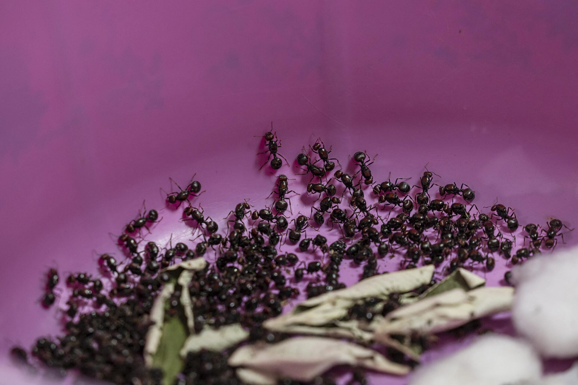 Caught, arrested, and convicted for carrying 2,200 ants in his luggage