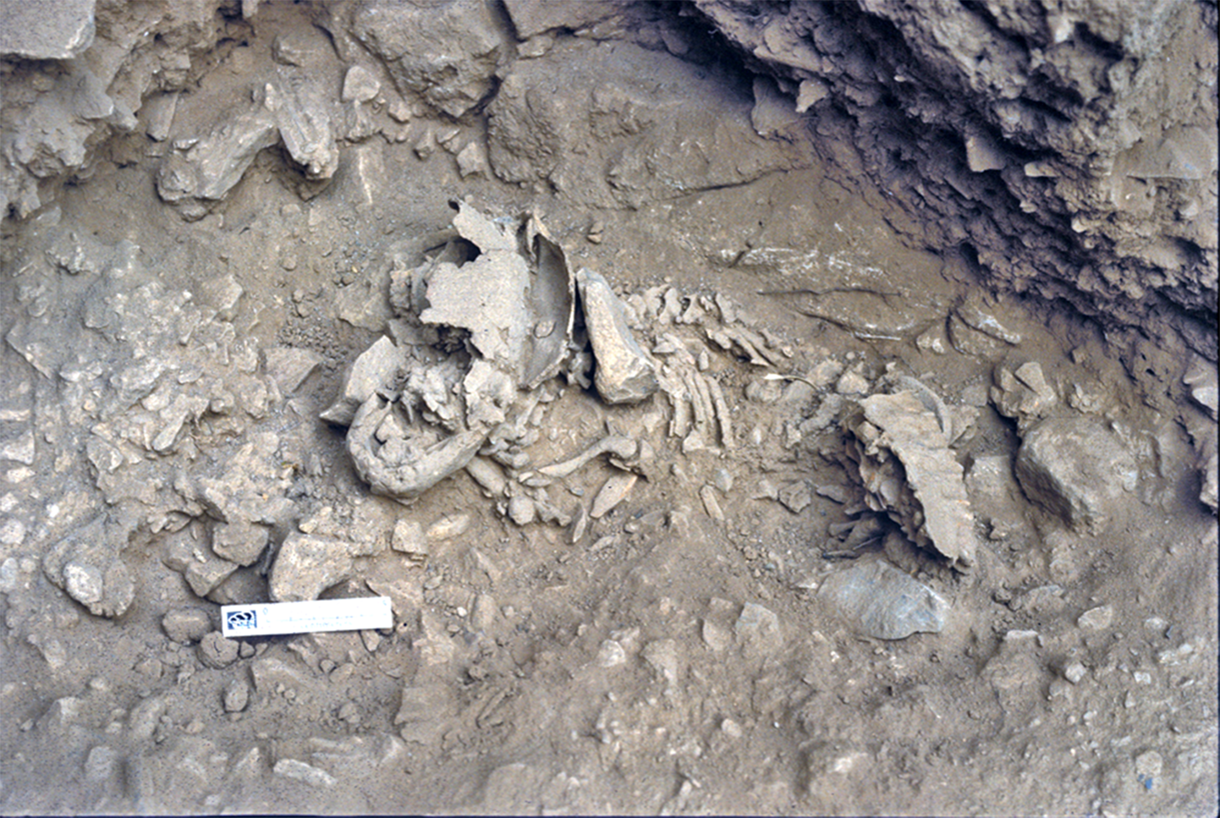 Neanderthal kids grew up so fast—at least compared with their human ...