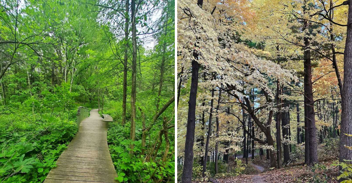 The Minnesota Narnia trail that turns a simple family hike into a ...