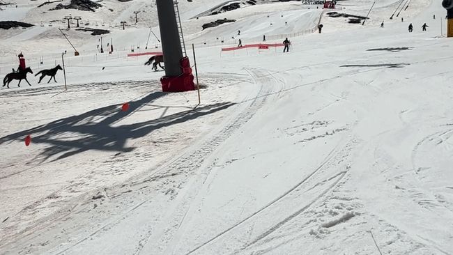 Wild horses charge across Spanish ski slope