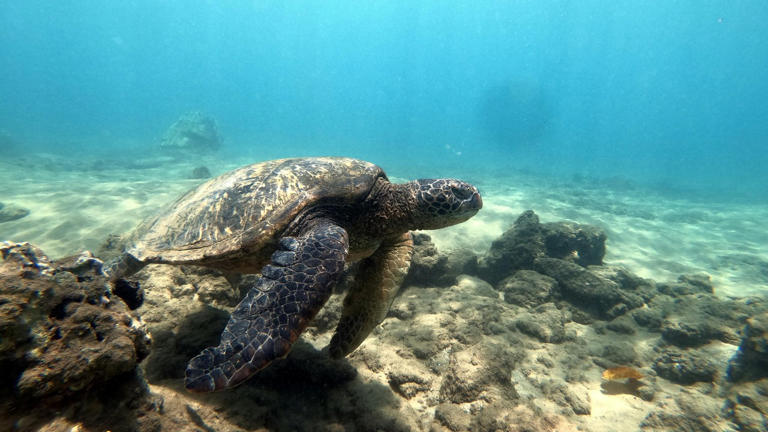 Hawaiian green turtles seen eating invasive algae threatening reefs