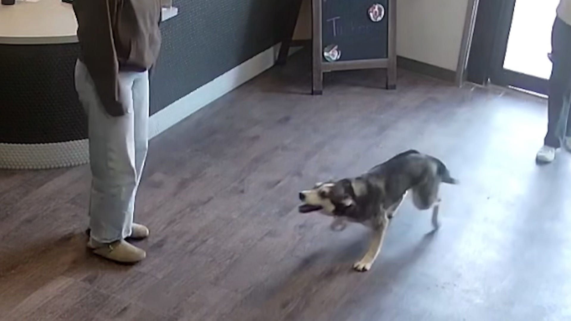 Dog goes viral after running to daycare alone