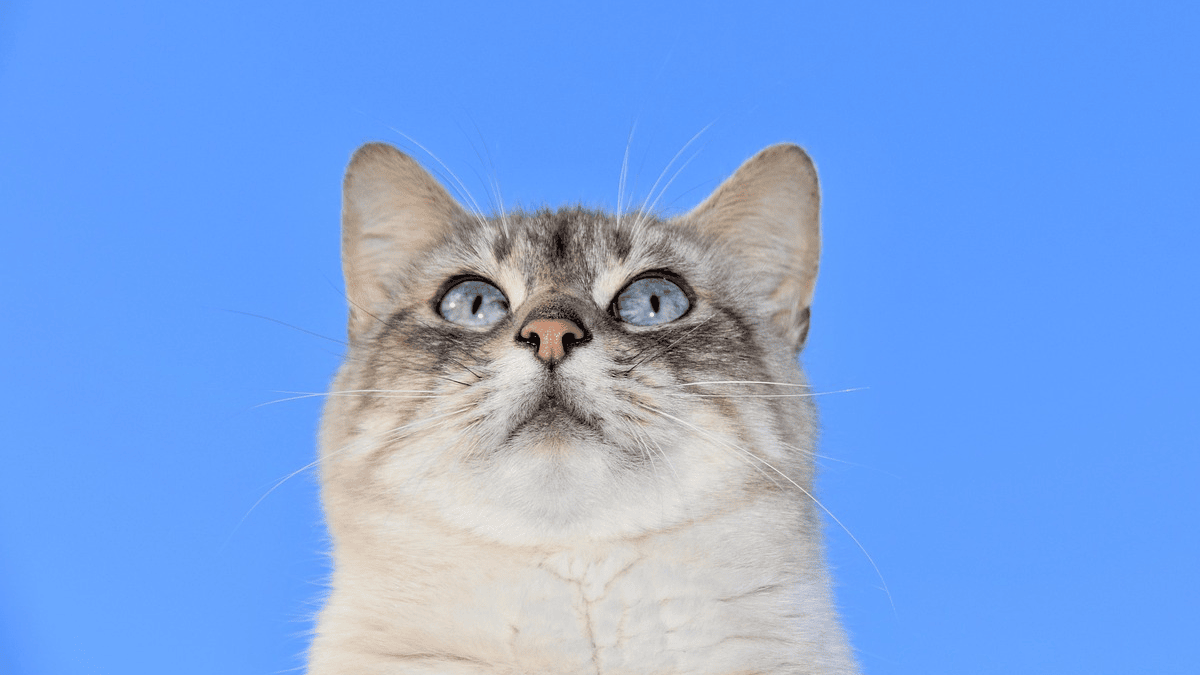 Your cat is totally head over heels in love with you (and here are the ...