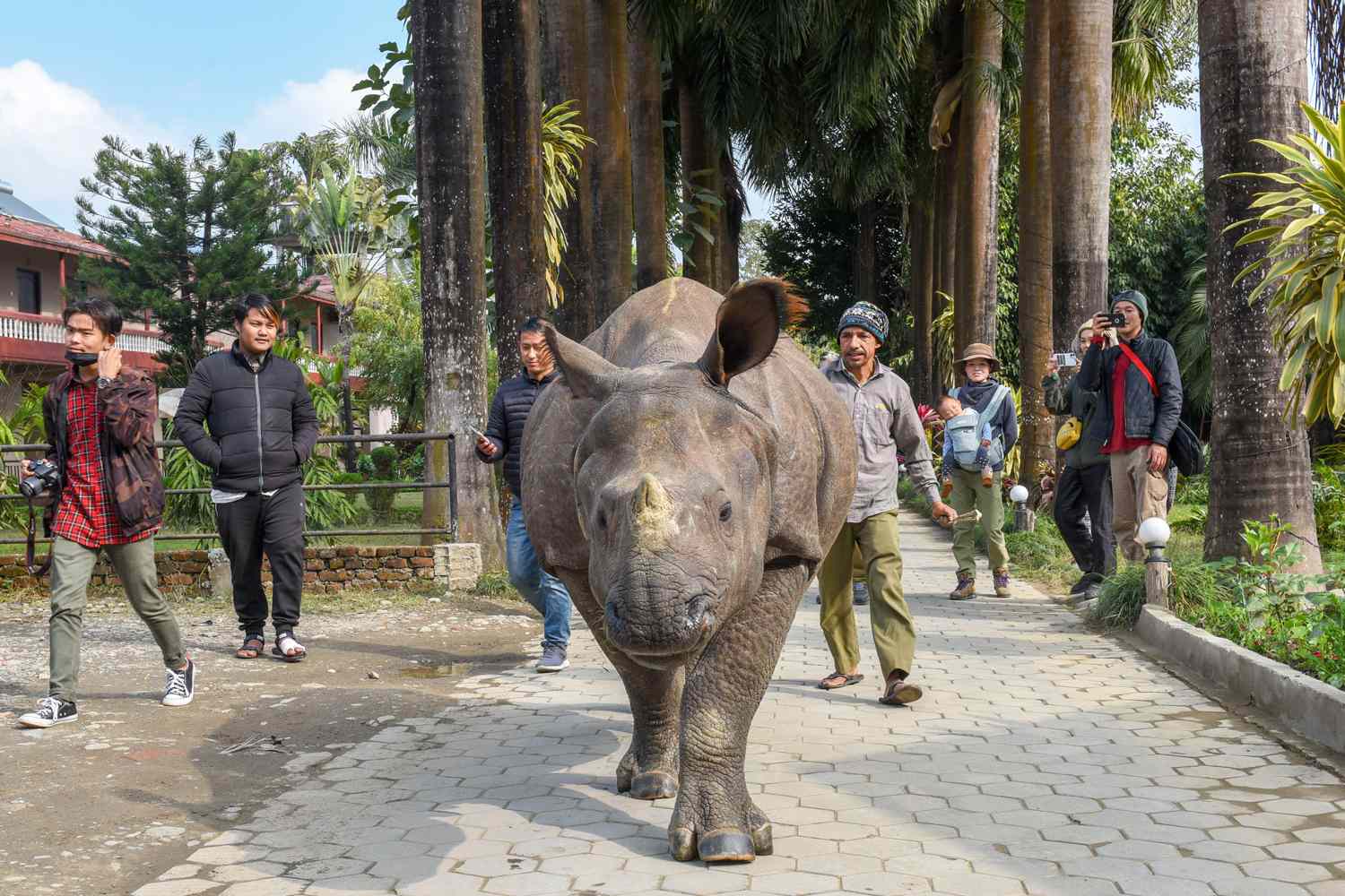 Tourists and locals learning to live among rhinos in Nepal's streets ...