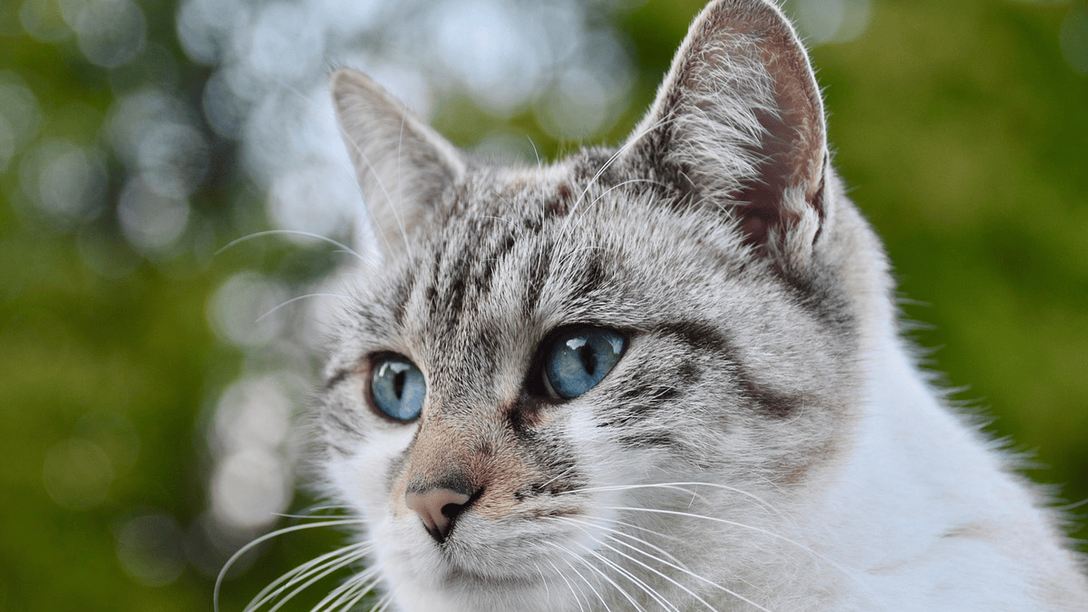 If I were an old cat, this is what I would like my owners to do for me