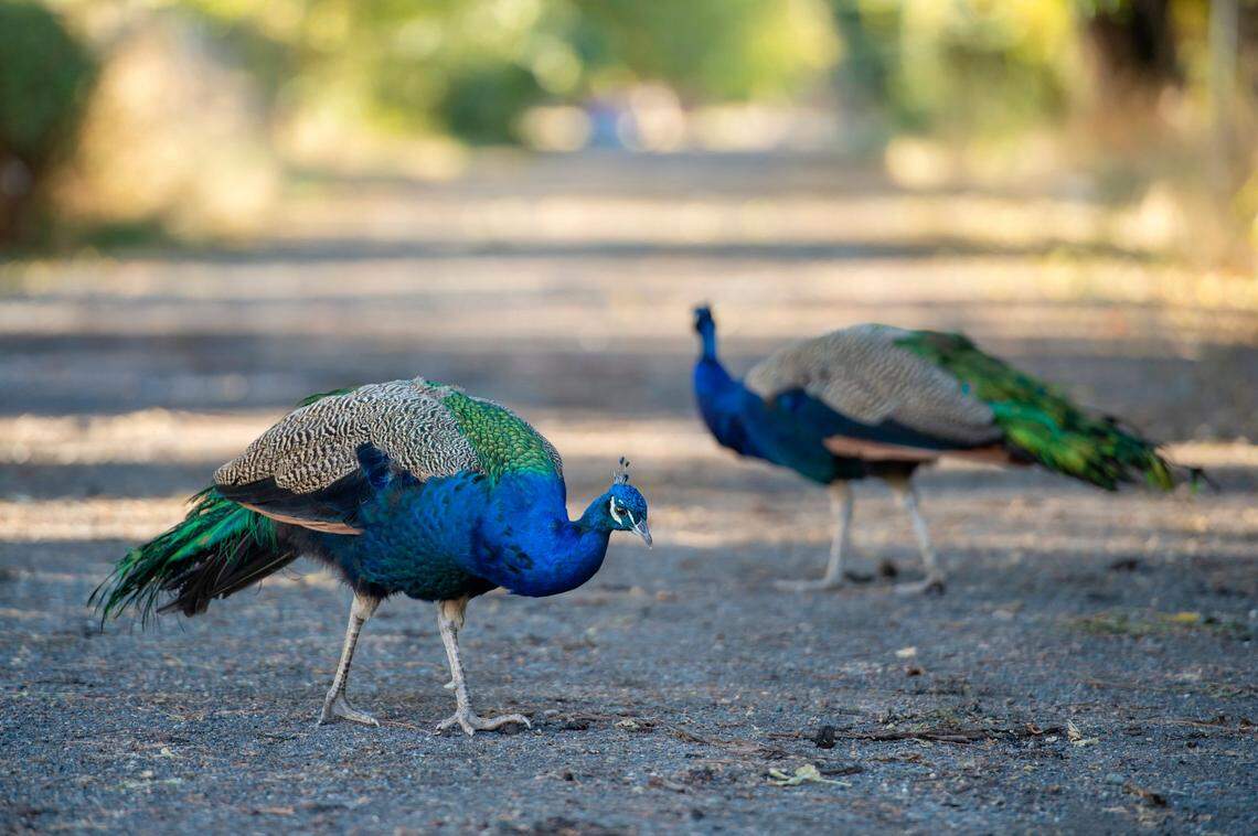Why are there feral peacocks in Sacramento? Here are safety tips to know