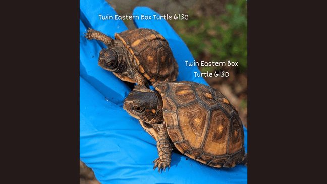 Virginia wildlife center reports progress for rare box turtle twins