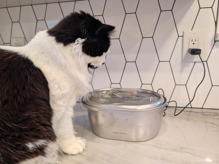 Best cat water fountains