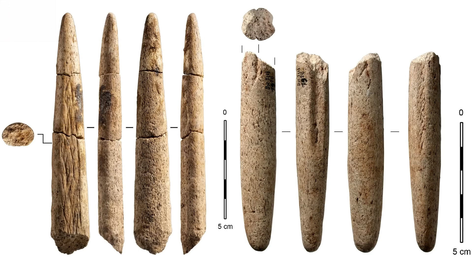 20,000-year-old whale bone tools reveal Ice Age coastal innovation