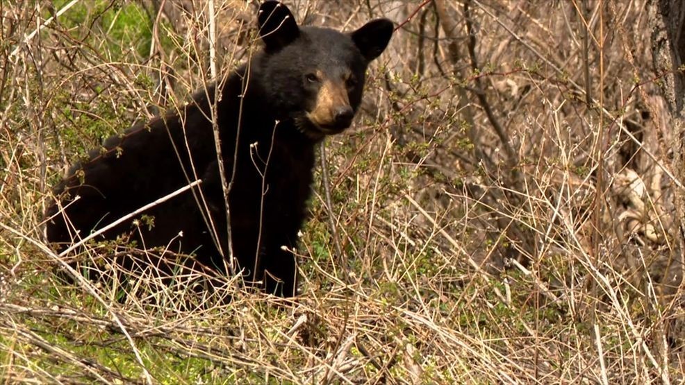 North Carolina man charged by state wildlife agency with illegally ...