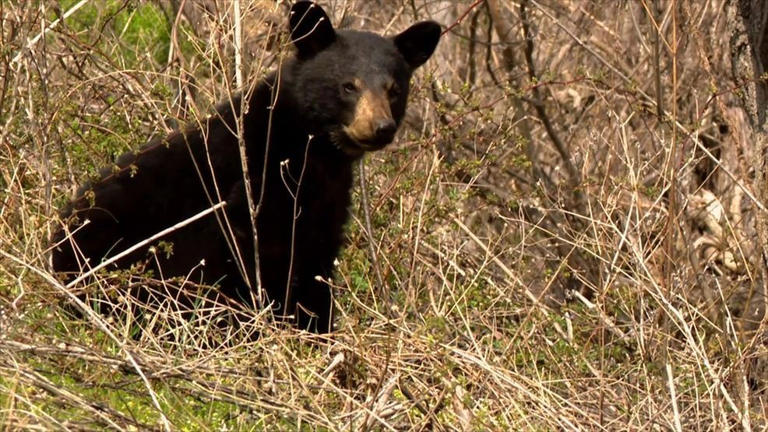 North Carolina man charged by state wildlife agency for illegally ...