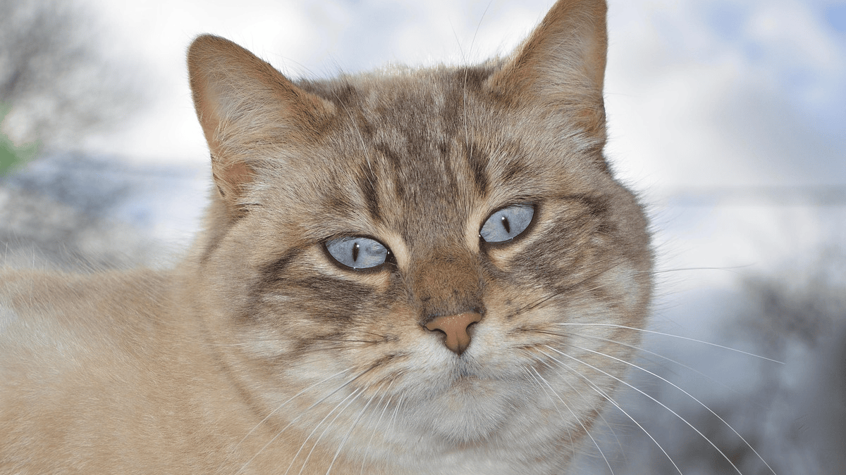 6 things beginner cat owners do (and 5 things expert cat parents do)