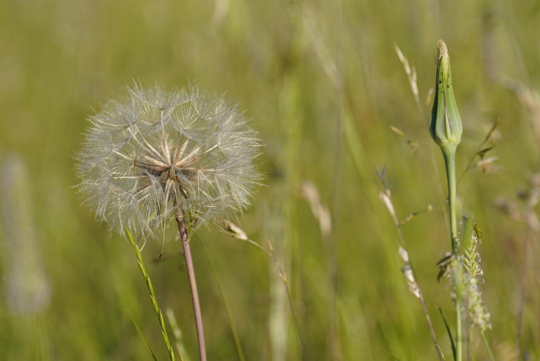 Pollen bomb set to cause hay fever misery for millions
