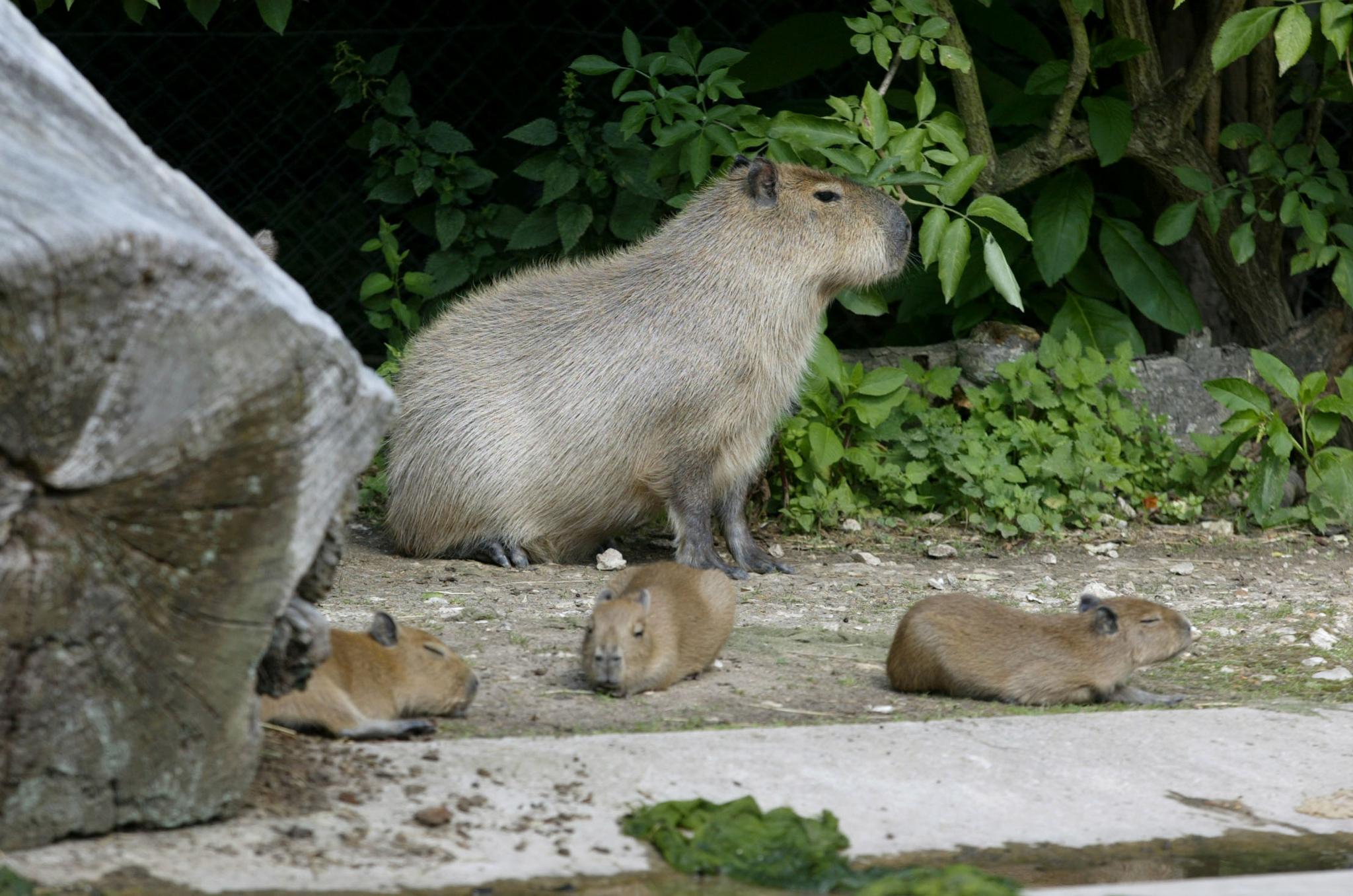 NJ's Cape May Zoo just had two capybara pups, the world's largest rodent