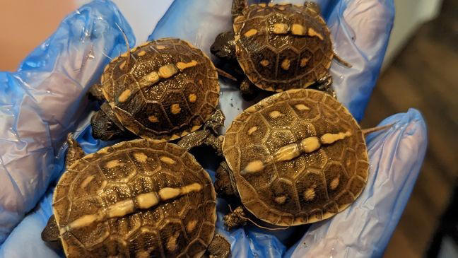 Virginia wildlife center reports progress for rare box turtle twins