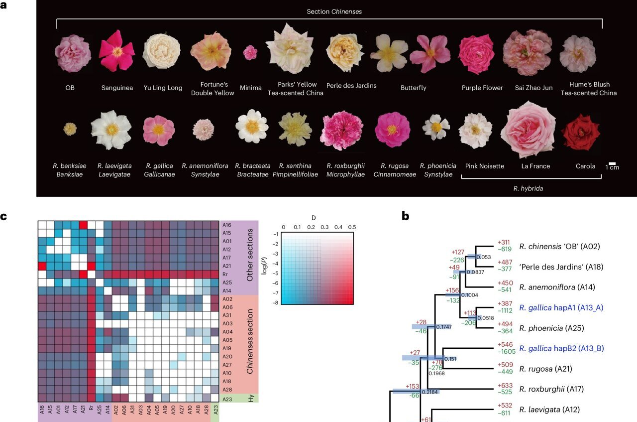 Rose pangenome maps 55,000 genes, opening new path for breeding