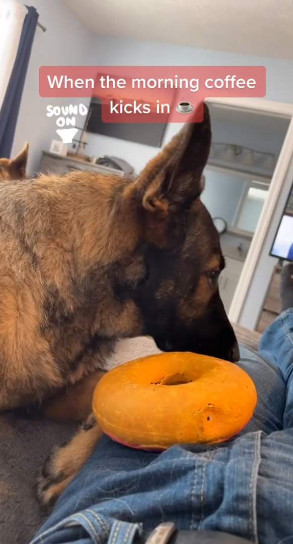 Hilarious morning dog reaction caught on camera