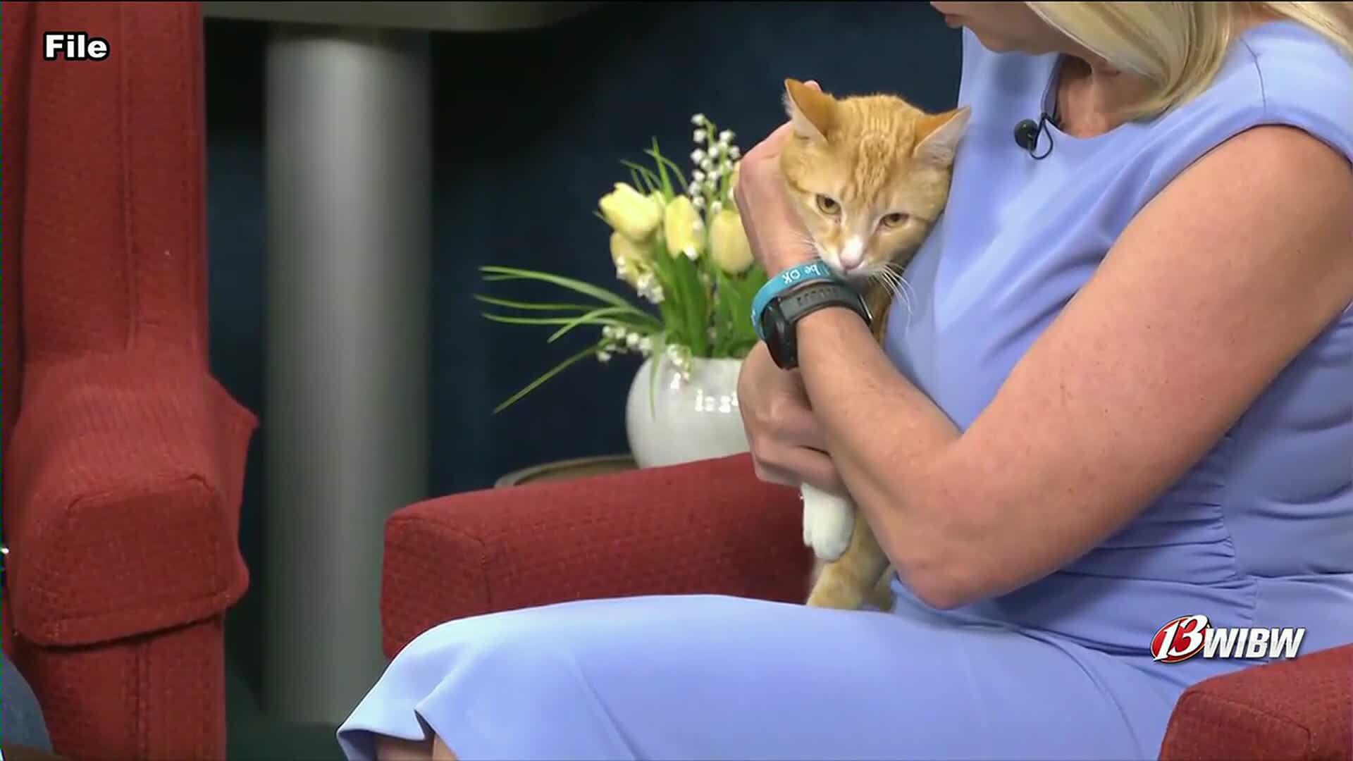Helping Hands Humane Society works to prevent animal cruelty