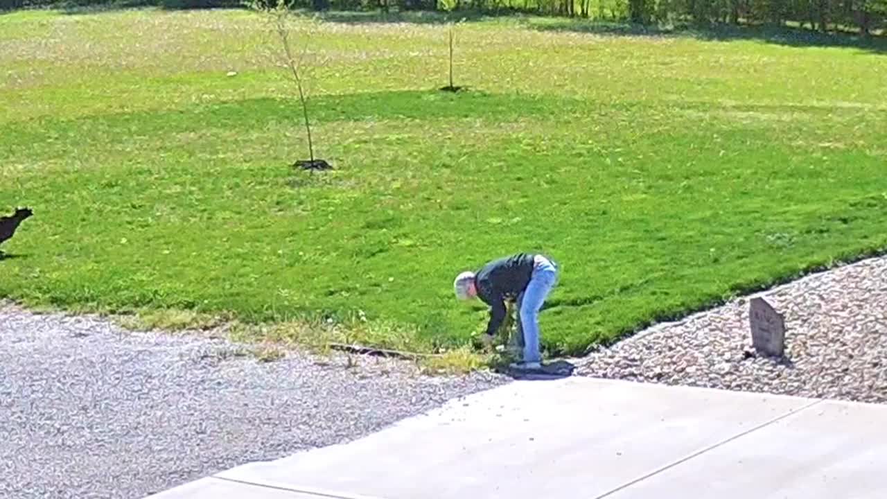 Rambunctious boxer interrupts weeding session with full‑force play attack