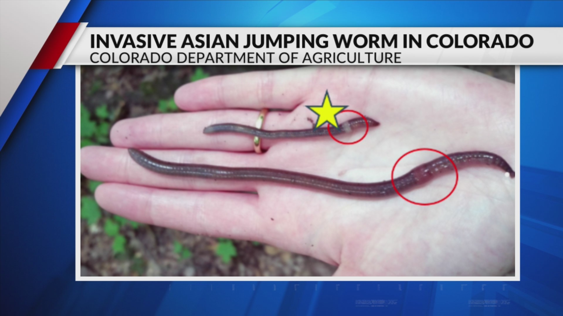 Asian jumping worm, an invasive species, found in Colorado