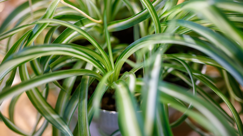 The simple root design that turns a simple spider plant into a ...