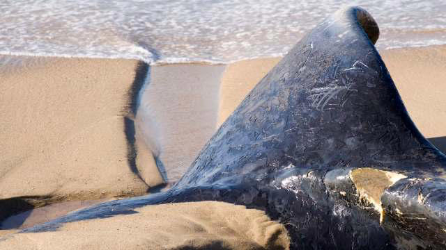 Gray whales are dying at an alarming rate — what's behind the spike