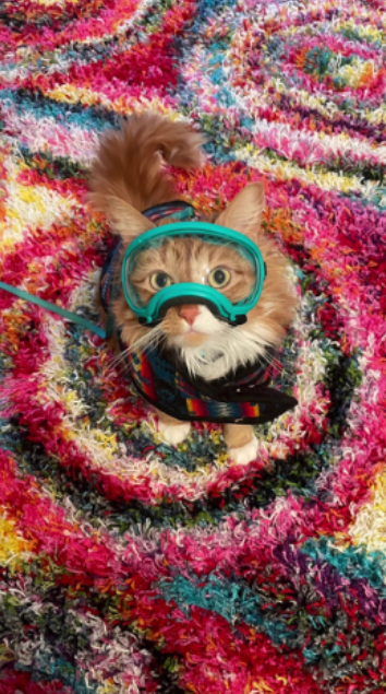 Adventure ready cat shows what it loves most outdoors