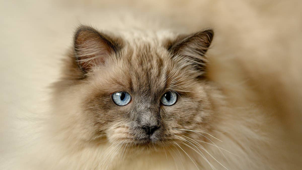 Ragdoll cat goes viral for her jaw-dropping amount of fluff—and experts ...