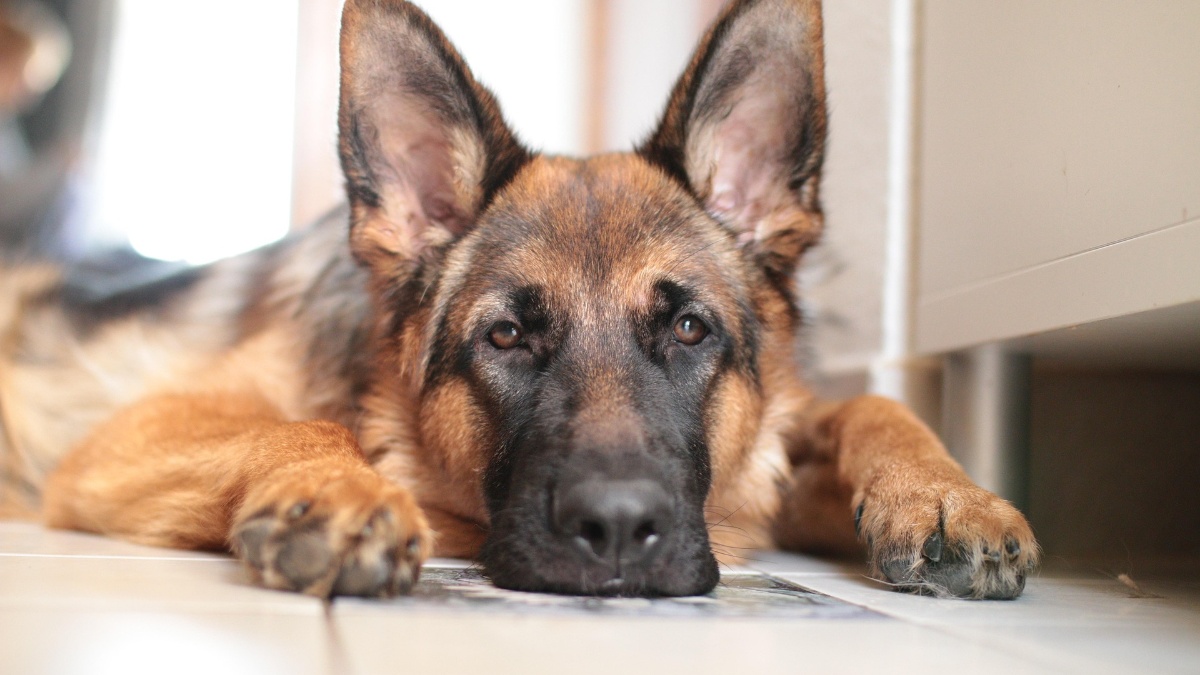 8 dogs that get jealous when you pay attention to others