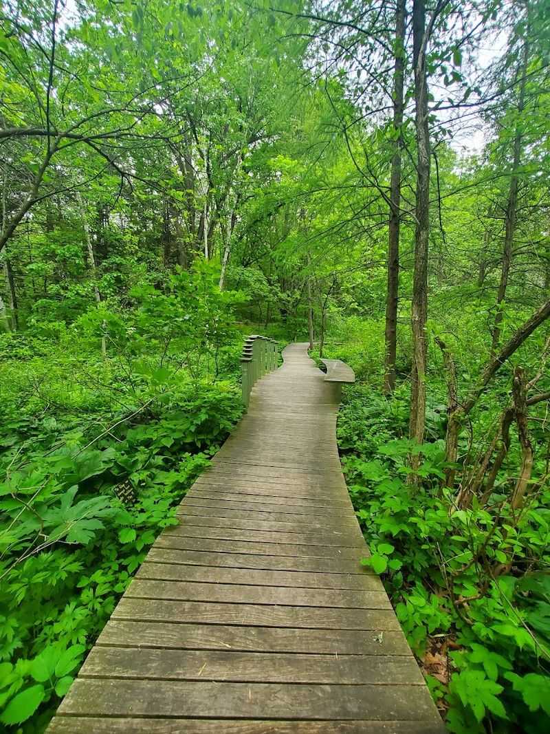 The Minnesota Narnia trail that turns a simple family hike into a ...