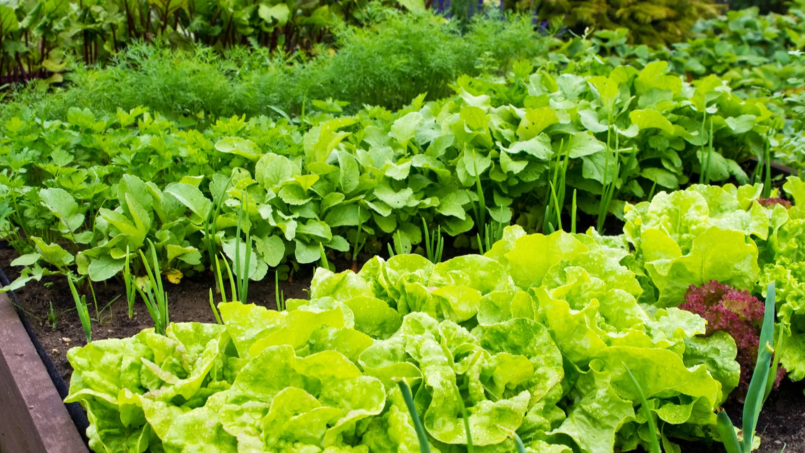 Some vegetables thrive in the shadiest corners of your garden