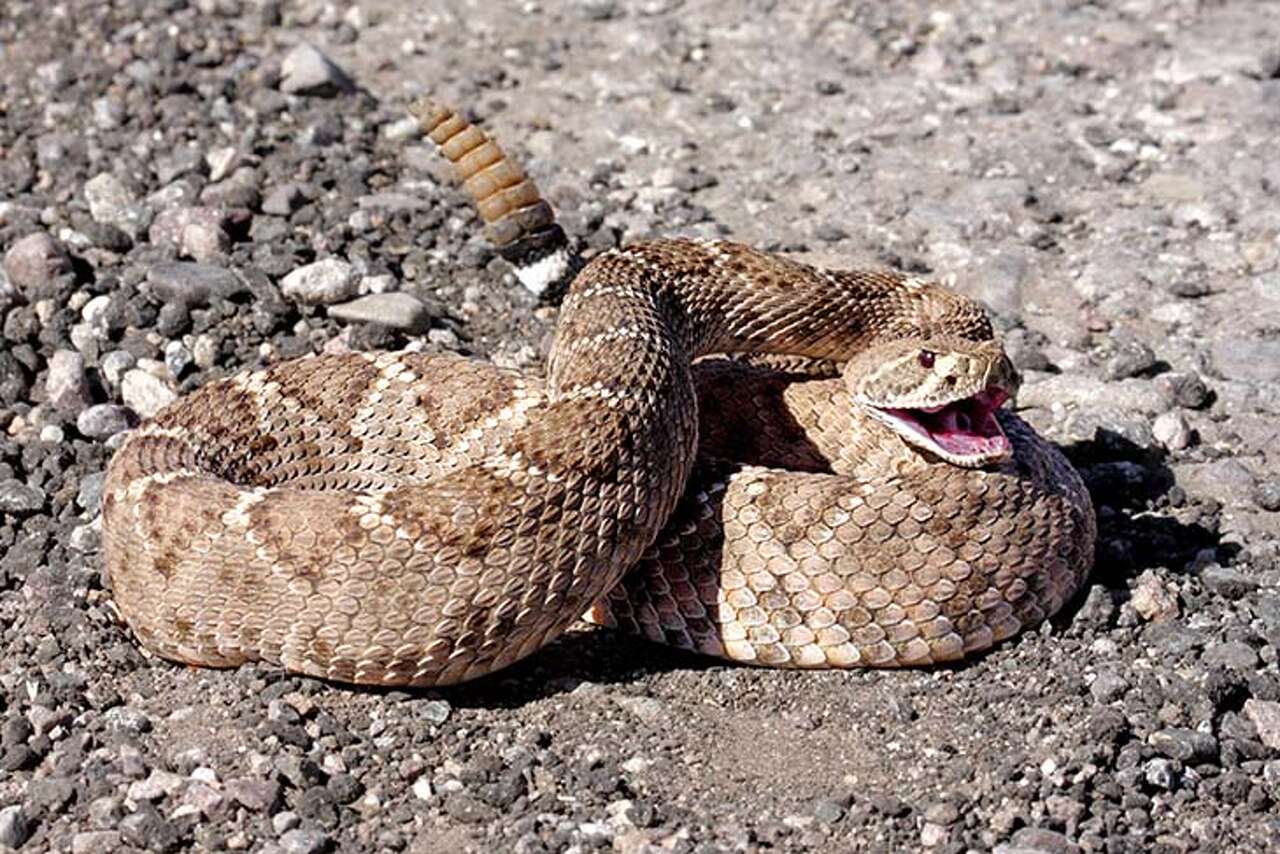 Northern California woman dies after snake bite, third death of 2026