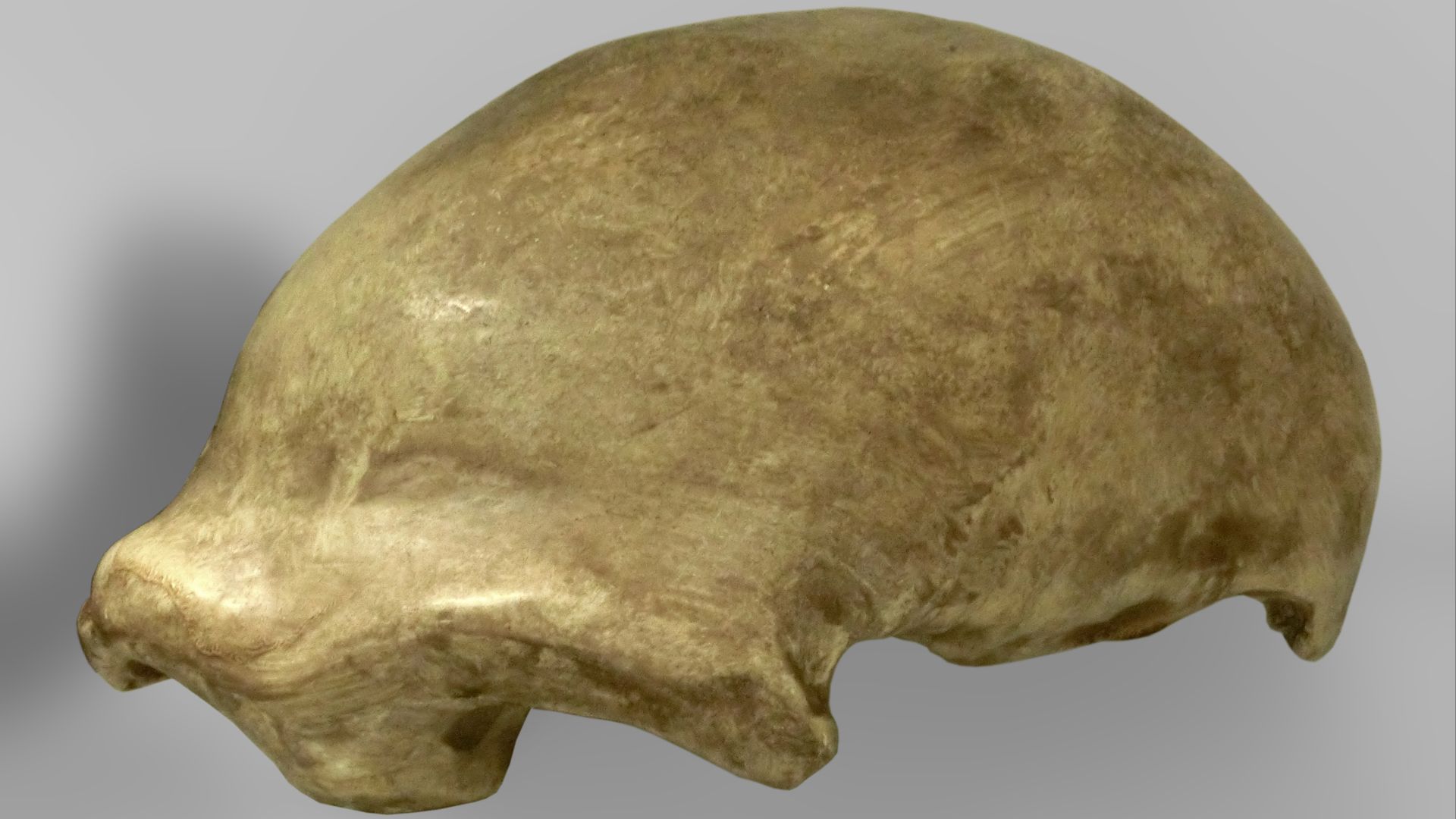 20 fossil discoveries that forced scientists to completely rewrite ...