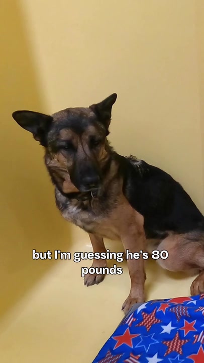 365 days in the shelter: German shepherd keeps lonely watch as people ...