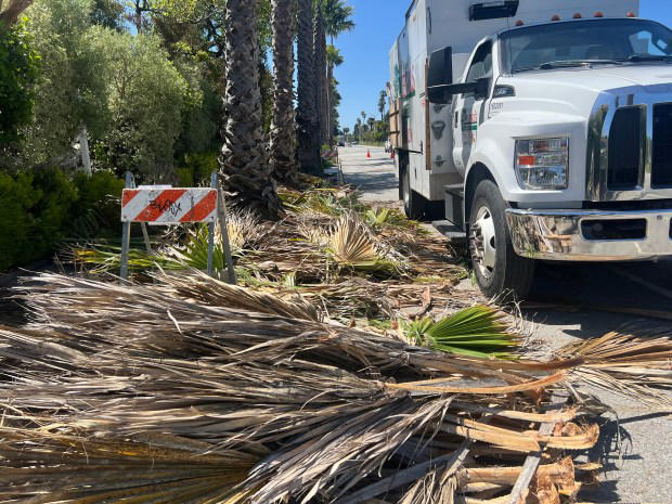 Santa Cruz | Iconic Morrissey Boulevard palm trees get fresh cut