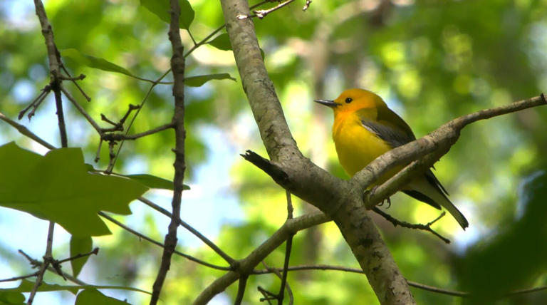Scout’s push leads to SC naming official migratory bird