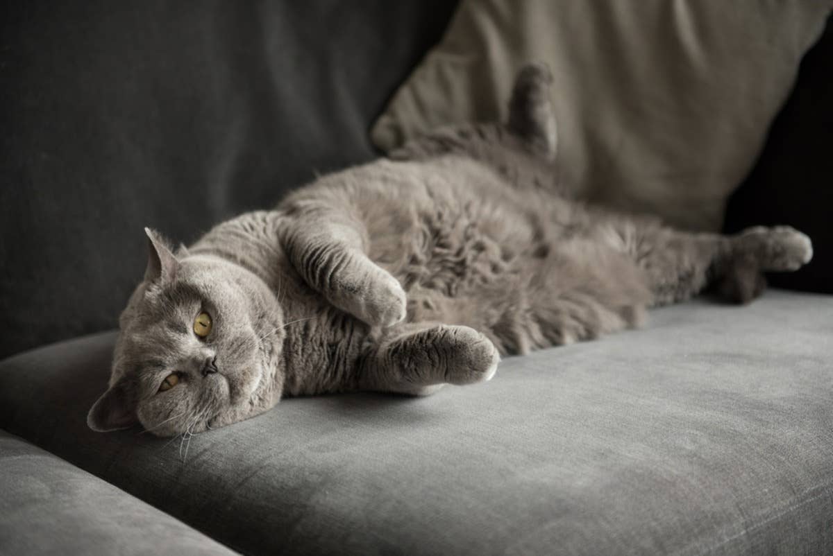 Marley the cat has hilarious reaction after overindulging in catnip