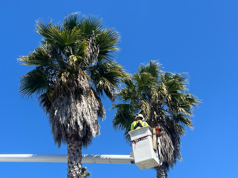 Santa Cruz | Iconic Morrissey Boulevard palm trees get fresh cut
