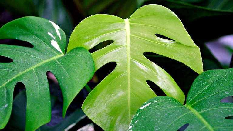 5 piante che portano pace e tranquillità in casa secondo il feng shui