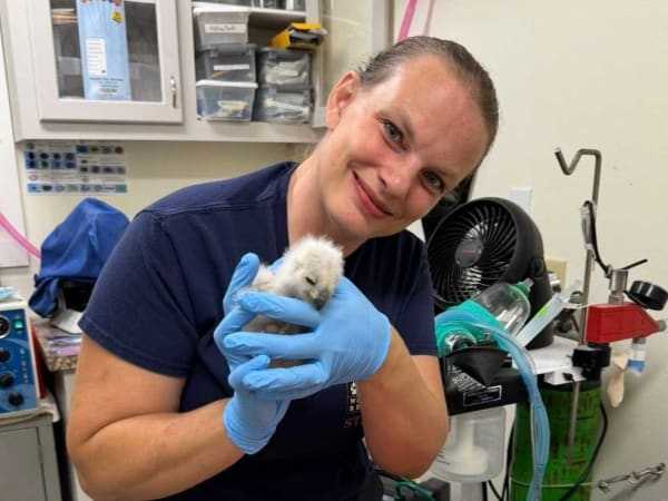 Owl drama grips Austin as Athena's owlet, presumed dead, now recovers