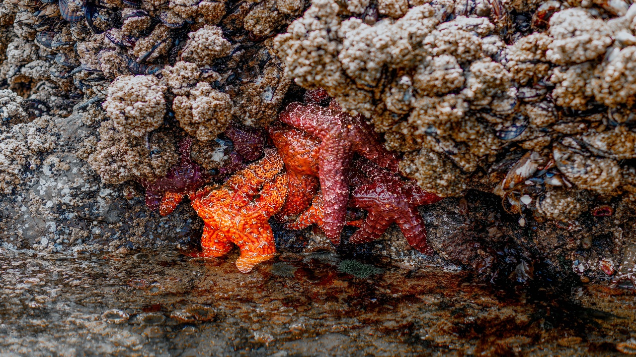 National Geographic called this Oregon beach one of the world’s 100 ...