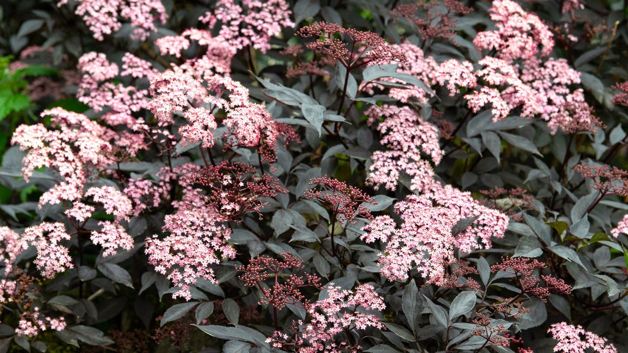 5 plant-and-forget shrubs that practically take care of themselves