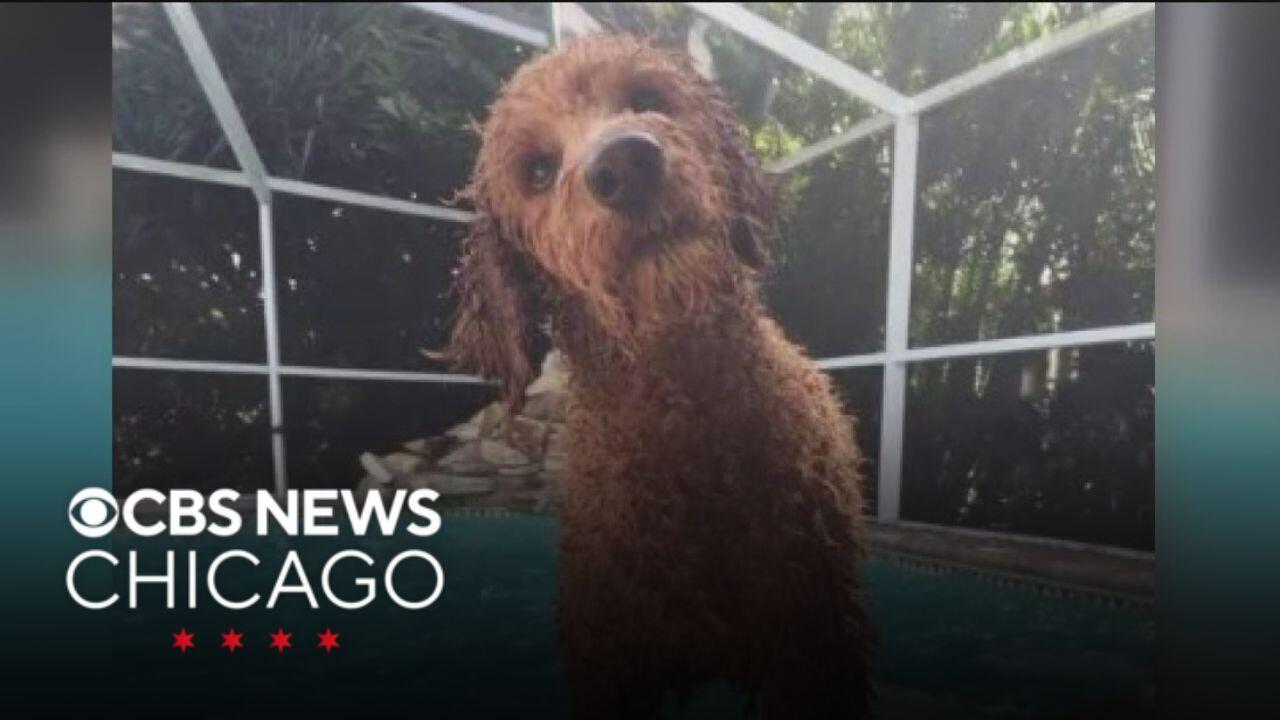 Lawsuit claims Blue Buffalo dog food killed Lake County family’s dog