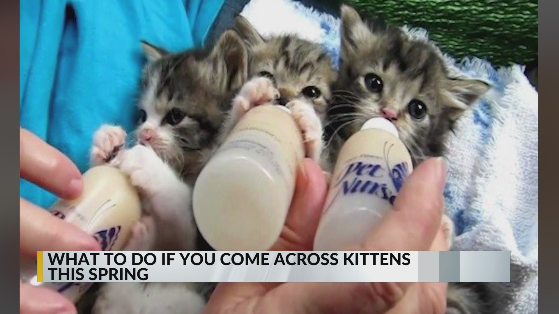 What to do if you come across kittens this spring in New Mexico