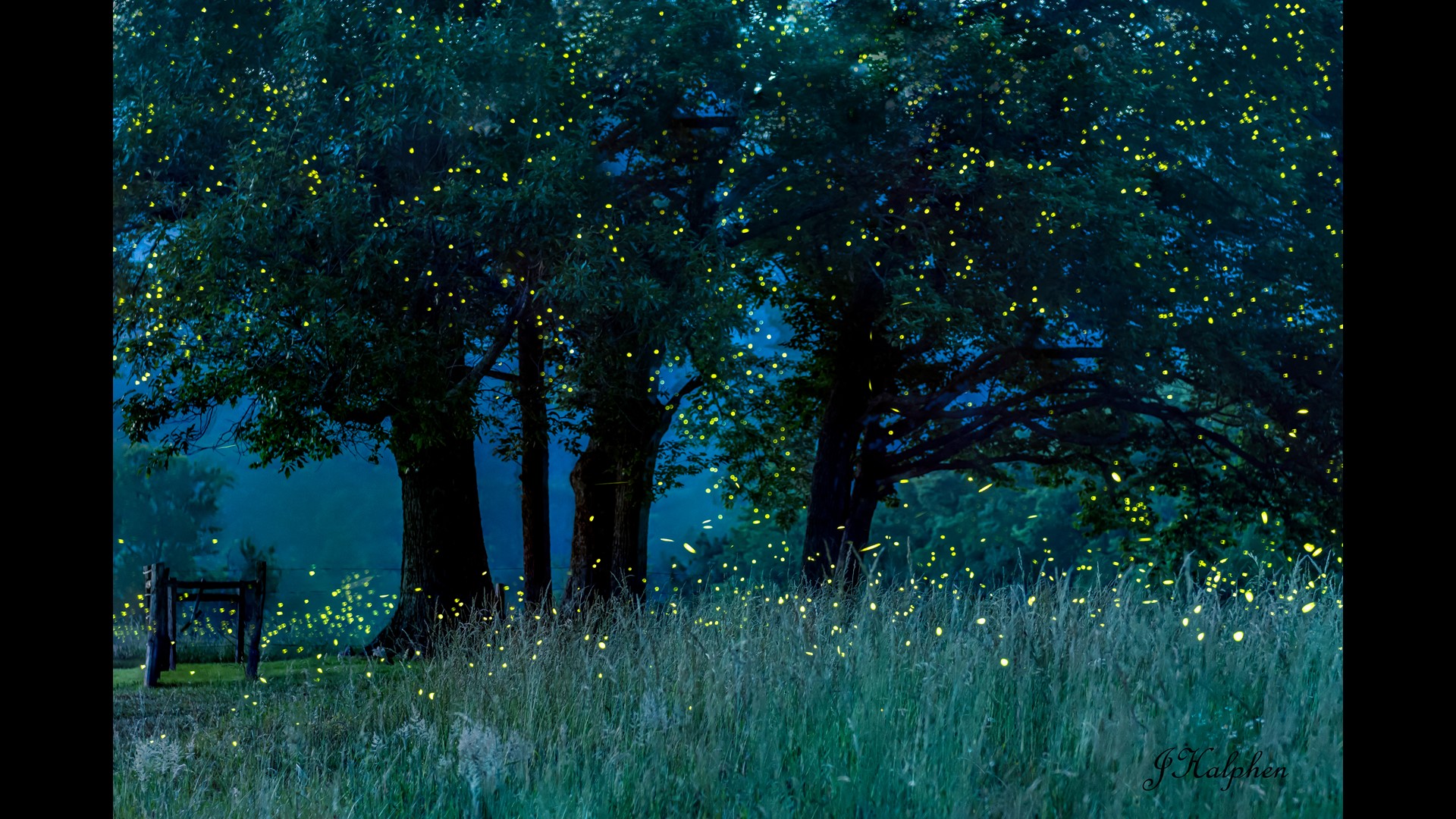 Synchronous firefly viewing lottery opens April 24 in Great Smoky Mountains