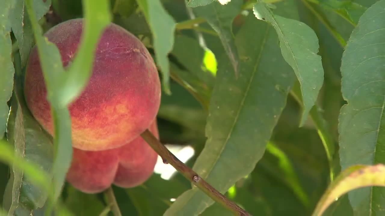 Schnepf Farms makes changes to peach season as farm loses 50% of crops ...